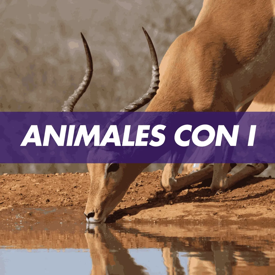 Animal con I, vida silvestre increíble en cada ecosistema