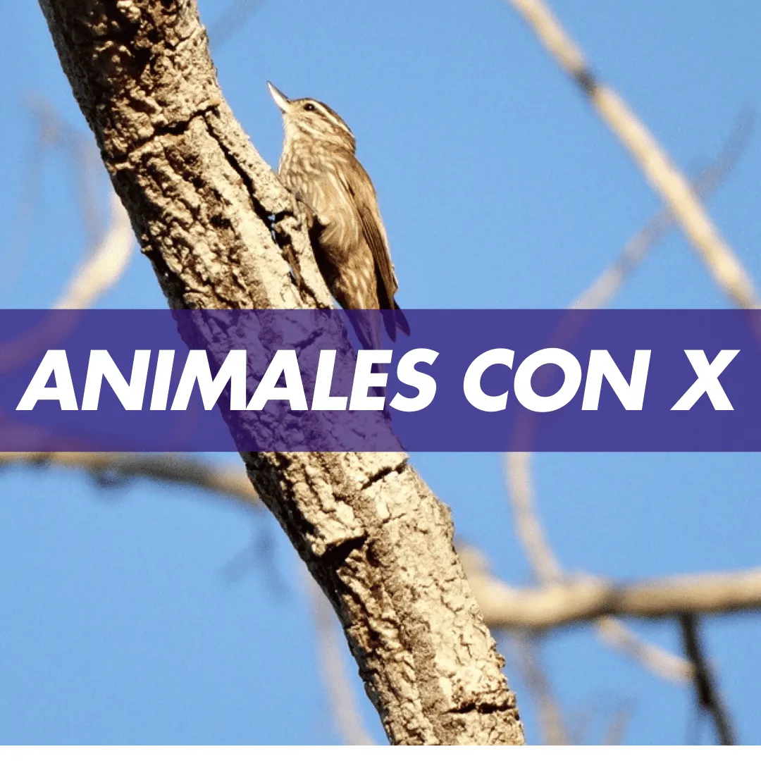 Sumerjámonos en las maravillas ocultas de los animal con X