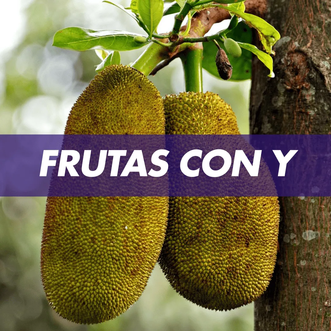 Aquí Tienes Tus 14 Puras y Nutritivas Frutas Con Y